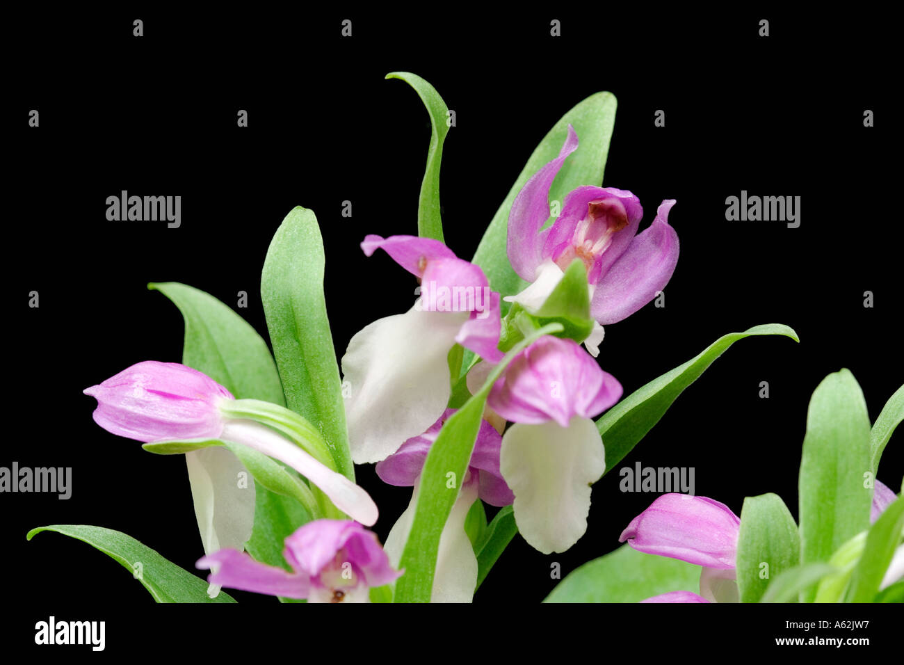 Showy Orchis Galearis Orchis spectabilis Stock Photo - Alamy