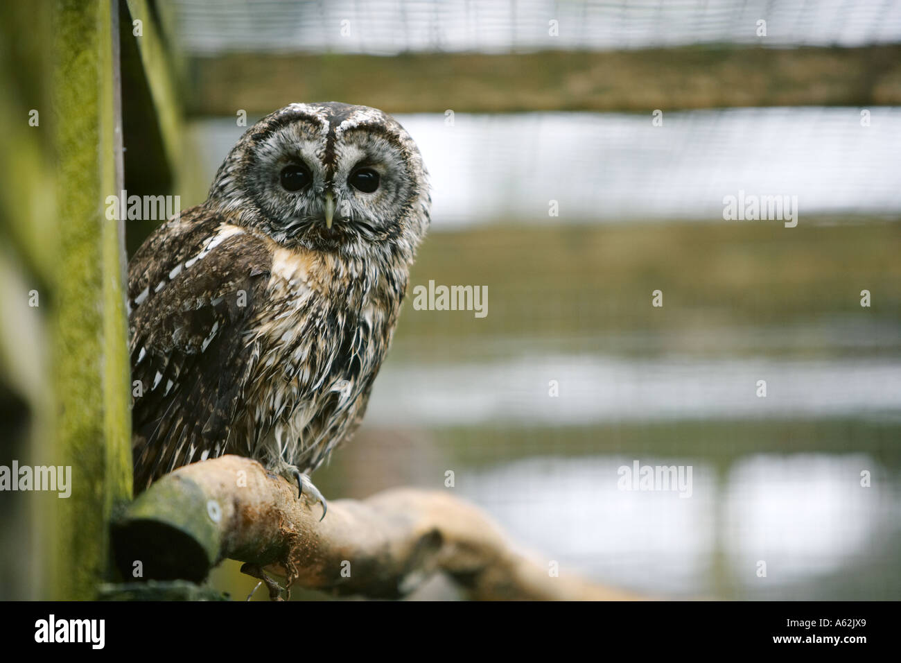 Tawny Owl in bird rescue sanctuary Stock Photo - Alamy