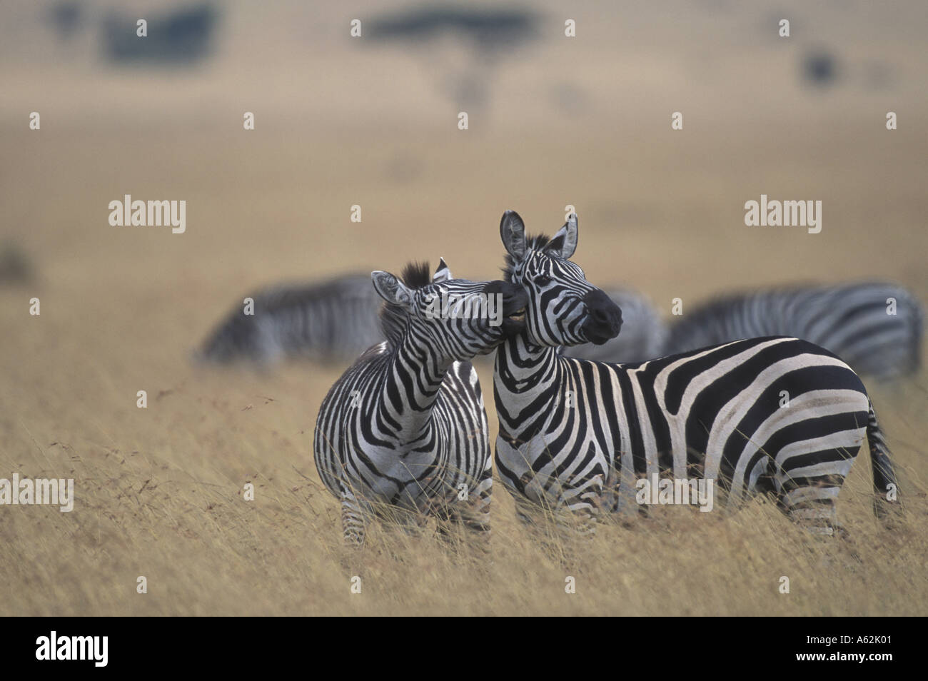 Plains zebras fighting in the masai mara hi-res stock photography and ...
