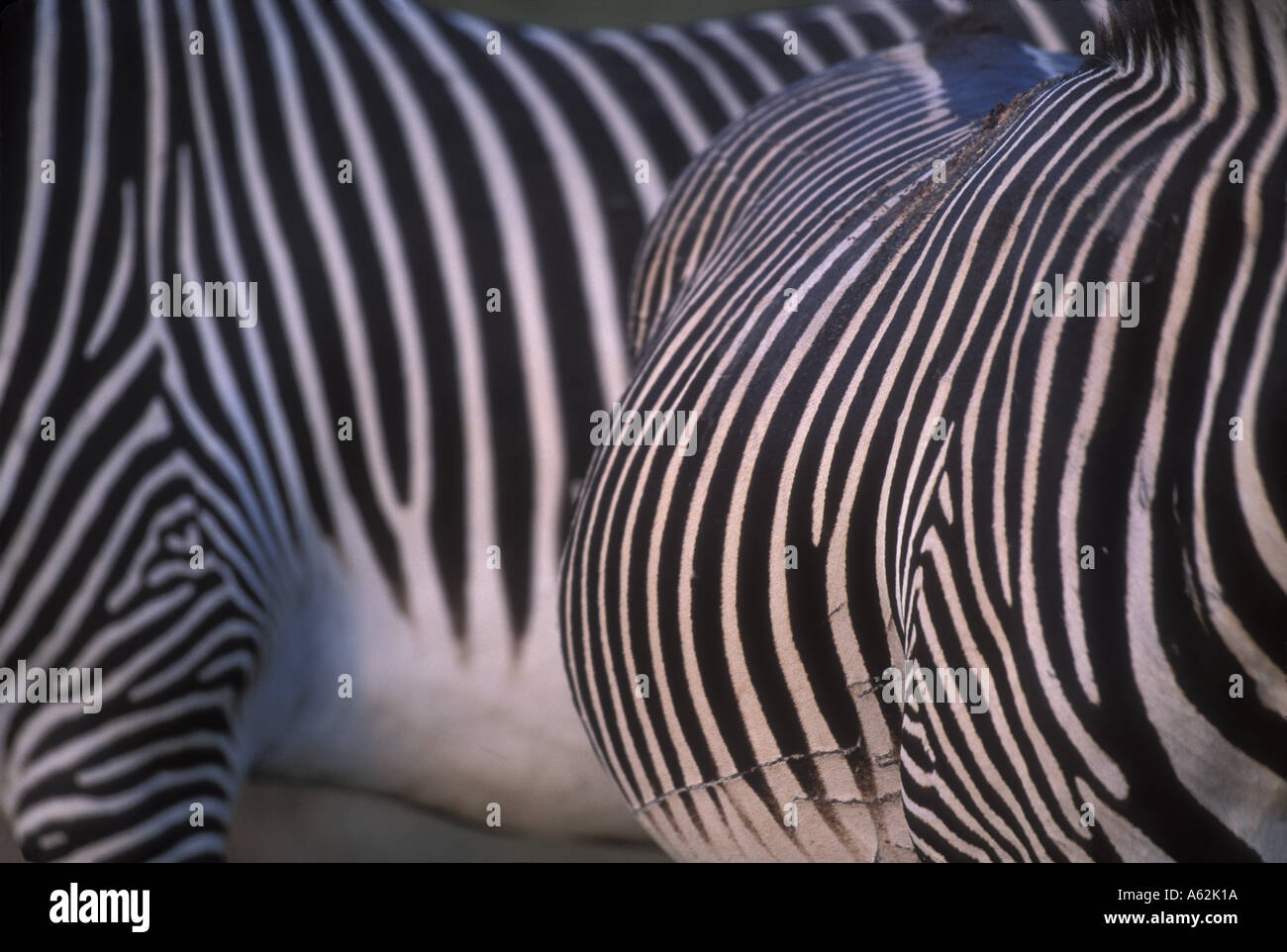 Zebra flank hi-res stock photography and images - Alamy
