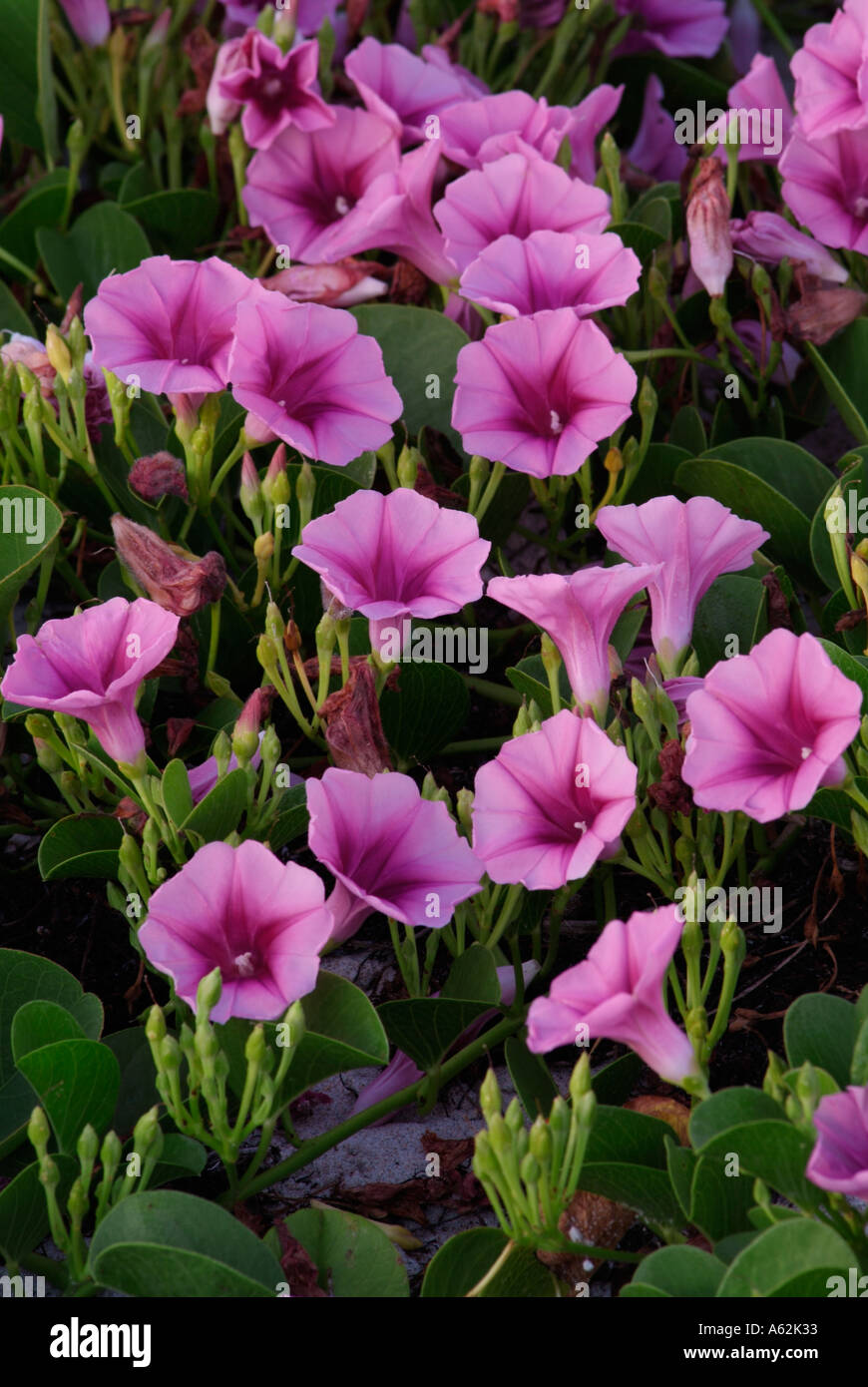 railroad vine Convolvulaceae Ipomoea pes caprae morning glory family ...