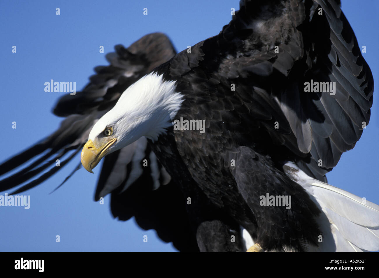 USA Alaska Homer Bald Eagles Haliaeetus leucocephalus flying above ...