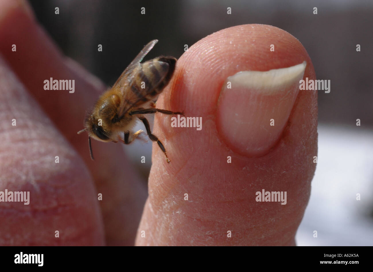 Honey bee insect bee bug worker bee bug with wings bug on finger bee on ...