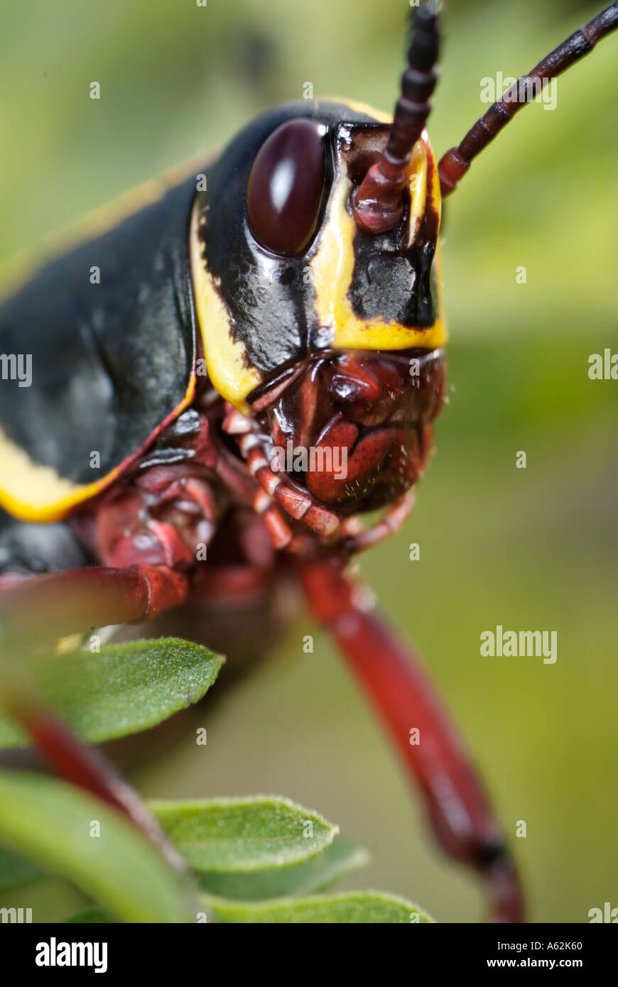 young Southeastern lubber grasshopper insects immature bugs ...