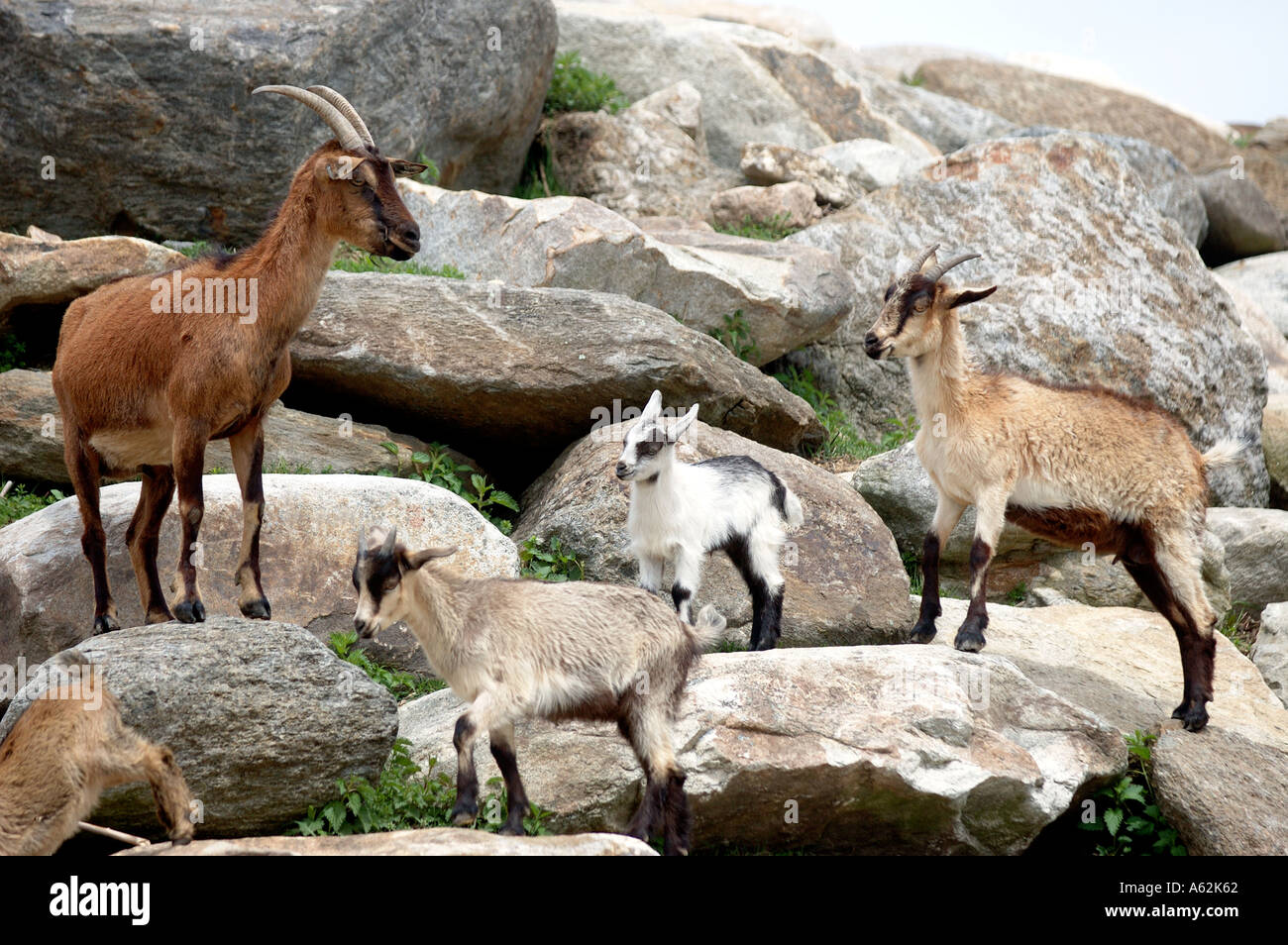 Goat on rocks boulder stone cliff rock formation rock pile rocky hill ...