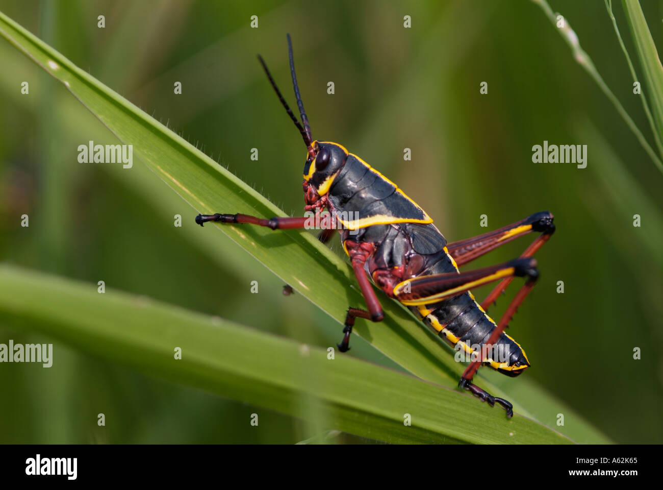 young Southeastern lubber grasshopper insects immature bugs ...
