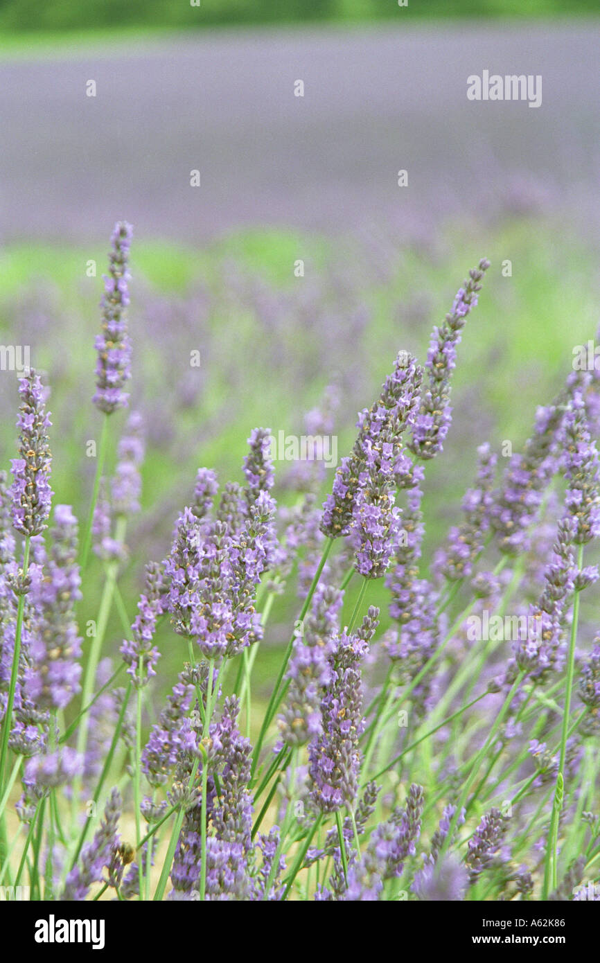 Lavender fields Kent England Stock Photo - Alamy