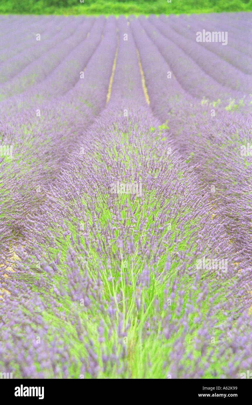 Lavender fields Kent England Stock Photo - Alamy