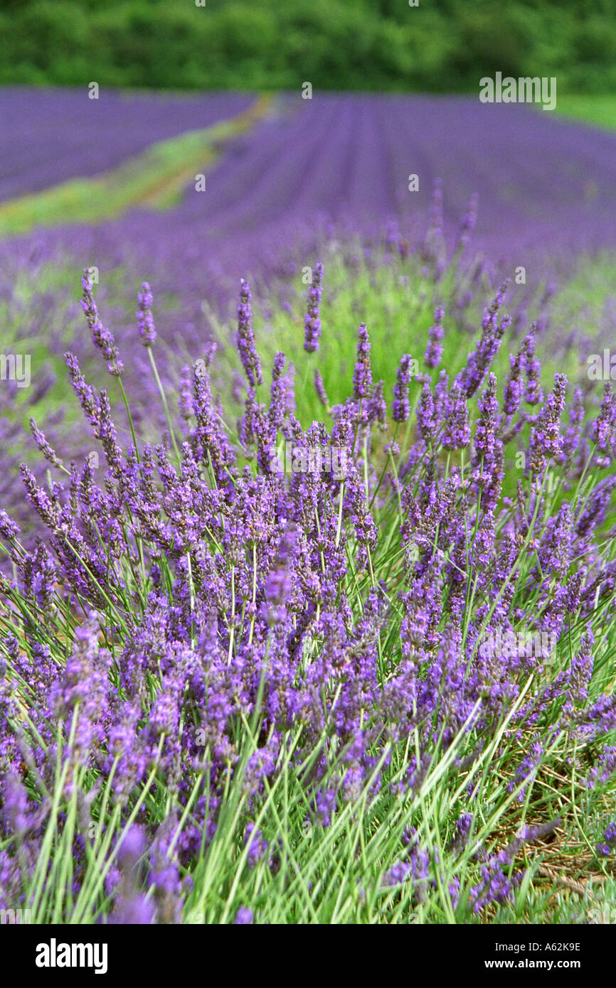 Lavender fields, Kent, England Stock Photo - Alamy