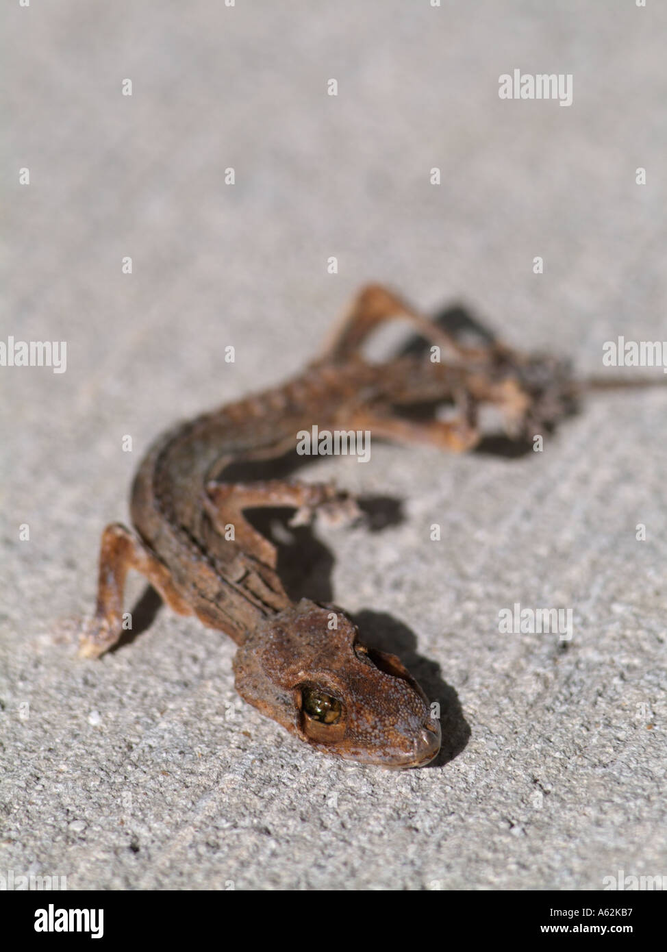 dead dry lizard dried out drying death itchy flakey skin scaly yucky ...