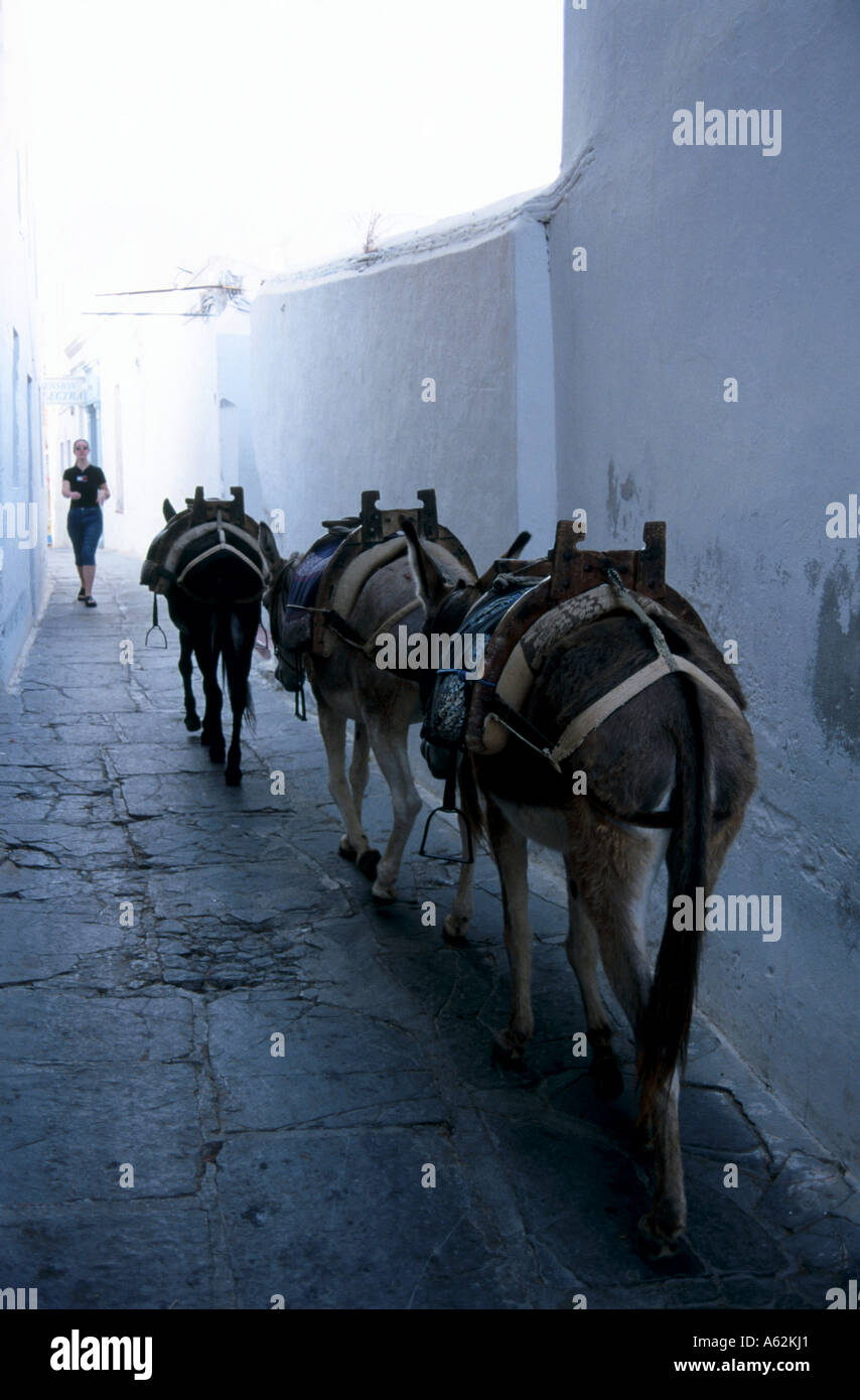 Three donkeys walking in row on street Stock Photo - Alamy