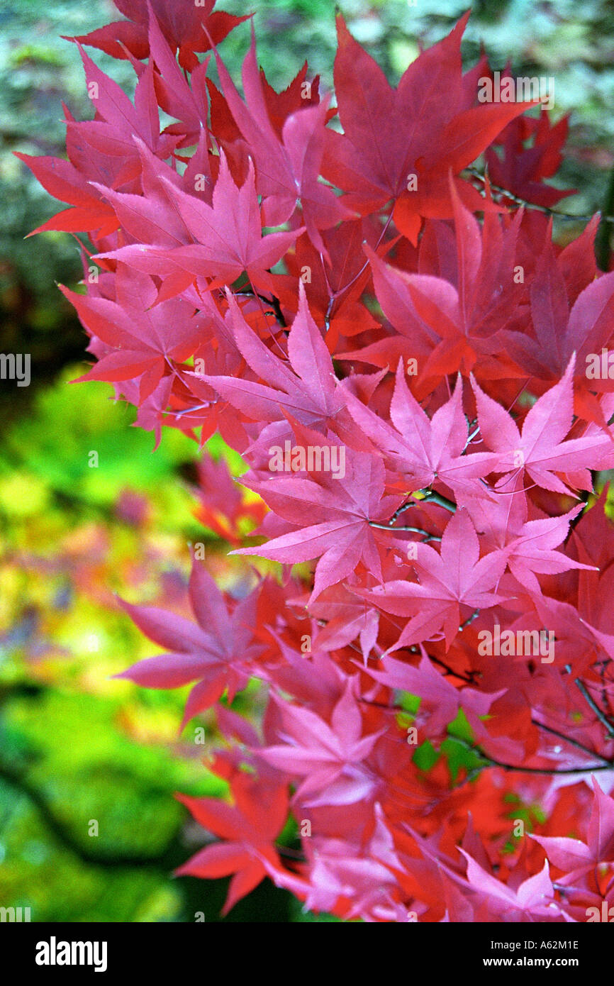 Maple trees London UK Stock Photo - Alamy