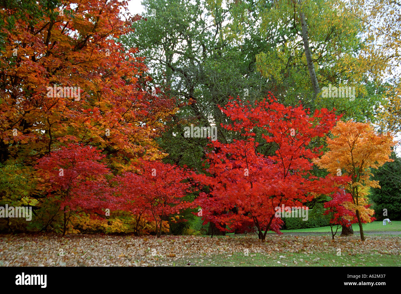 Maple trees London UK Stock Photo - Alamy