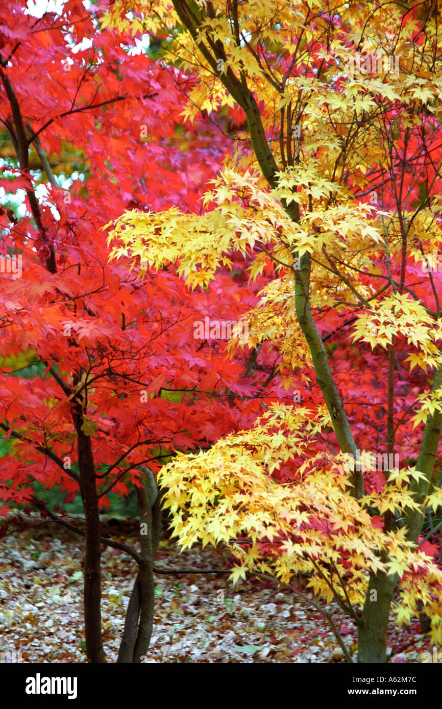 Maple trees, Wimbledon Common, London ,UK Stock Photo - Alamy