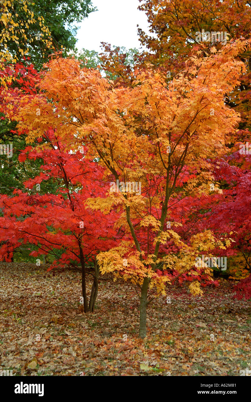 Maple trees London UK Stock Photo - Alamy