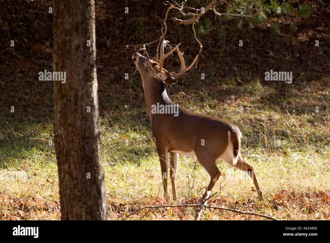 Whitetail Buck making scrape and licking a branch Odocoileus ...