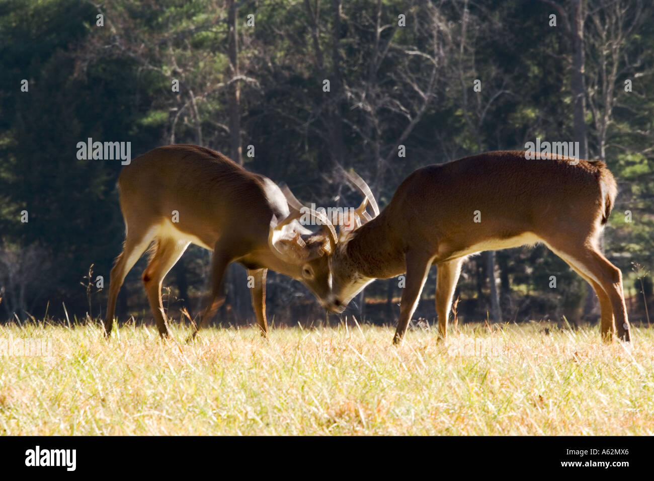 Two Whitetail Bucks Sparring Fighting Odocoileus virginianus Stock ...