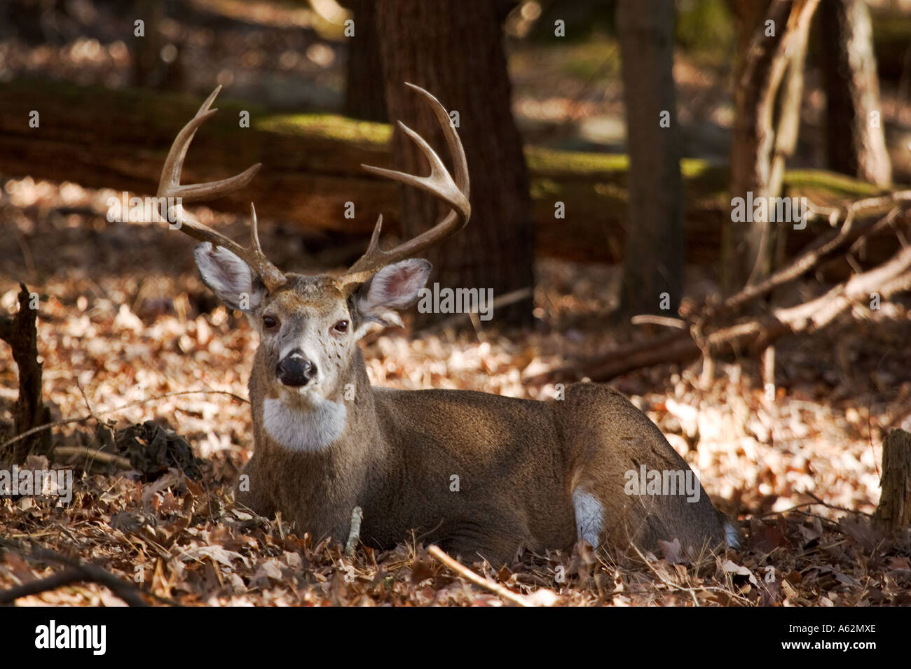 Whitetail Buck Resting Laying Bedded Down Odocoileus virginianus Stock ...