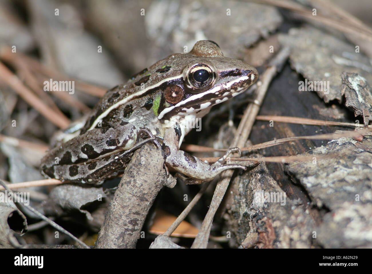 leopard frog blending in with surroundings camouflage frogs amphibians ...