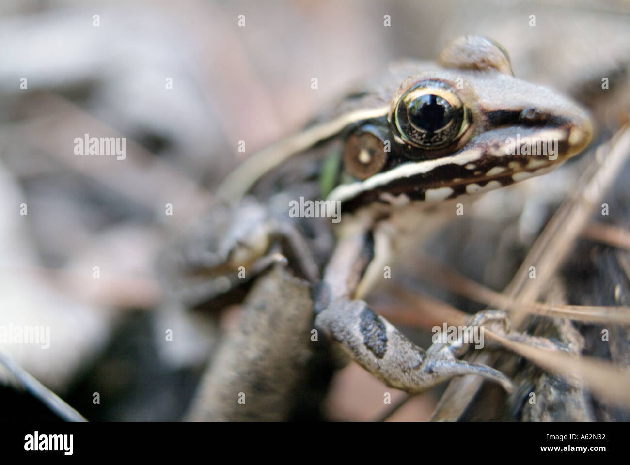leopard frog blending in with surroundings camouflage frogs amphibians ...