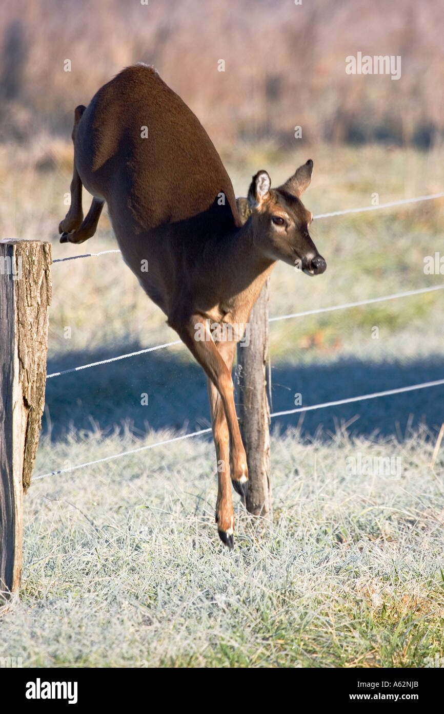 Whitetail Doe Odocoileus virginianus jumping fence Stock Photo - Alamy