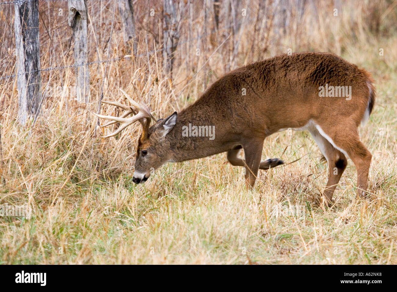 Whitetail Buck making a scrape Odocoileus virginianus Stock Photo - Alamy
