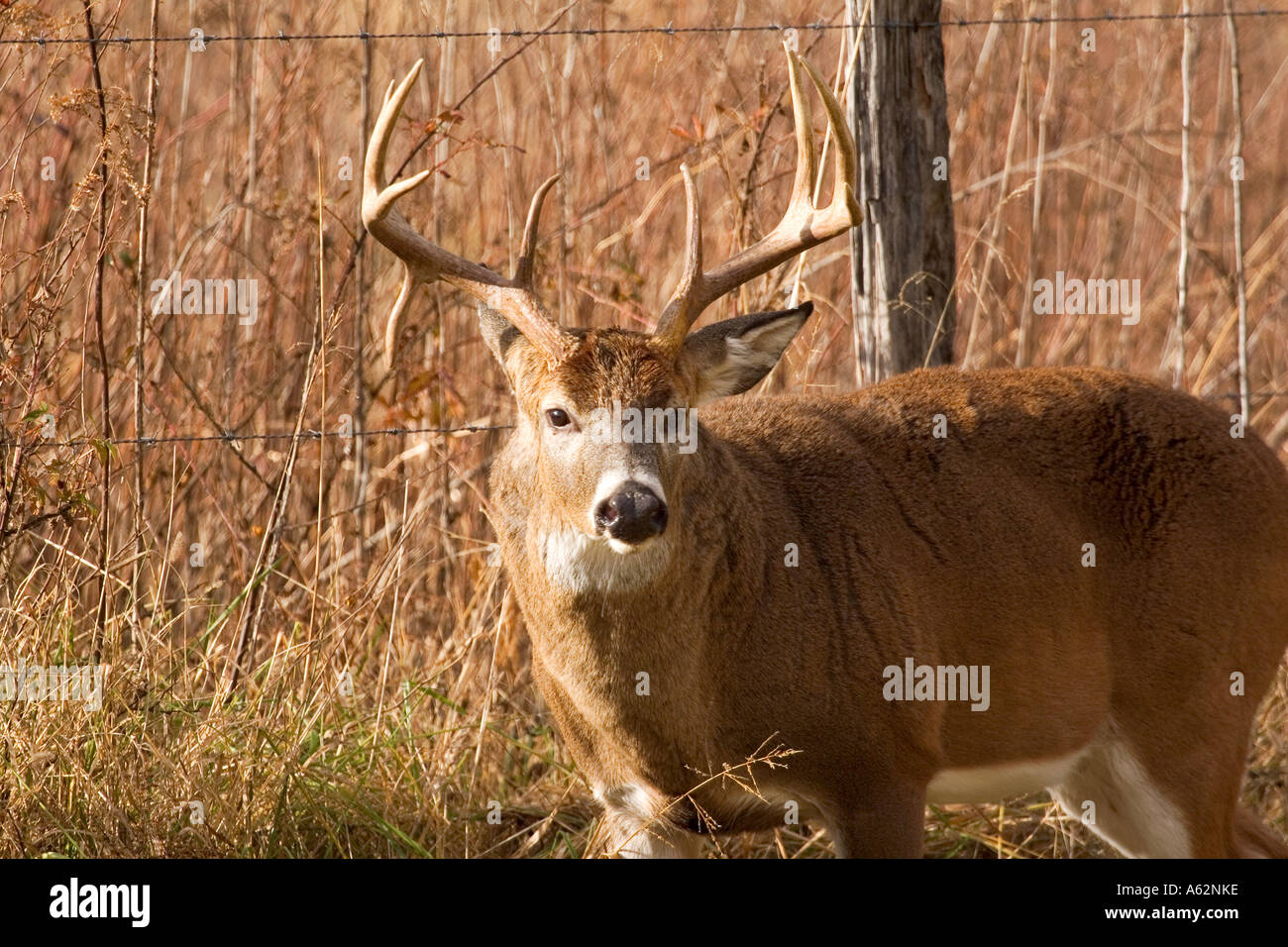 Whitetail Buck with a drop tine Odocoileus virginianus Stock Photo - Alamy