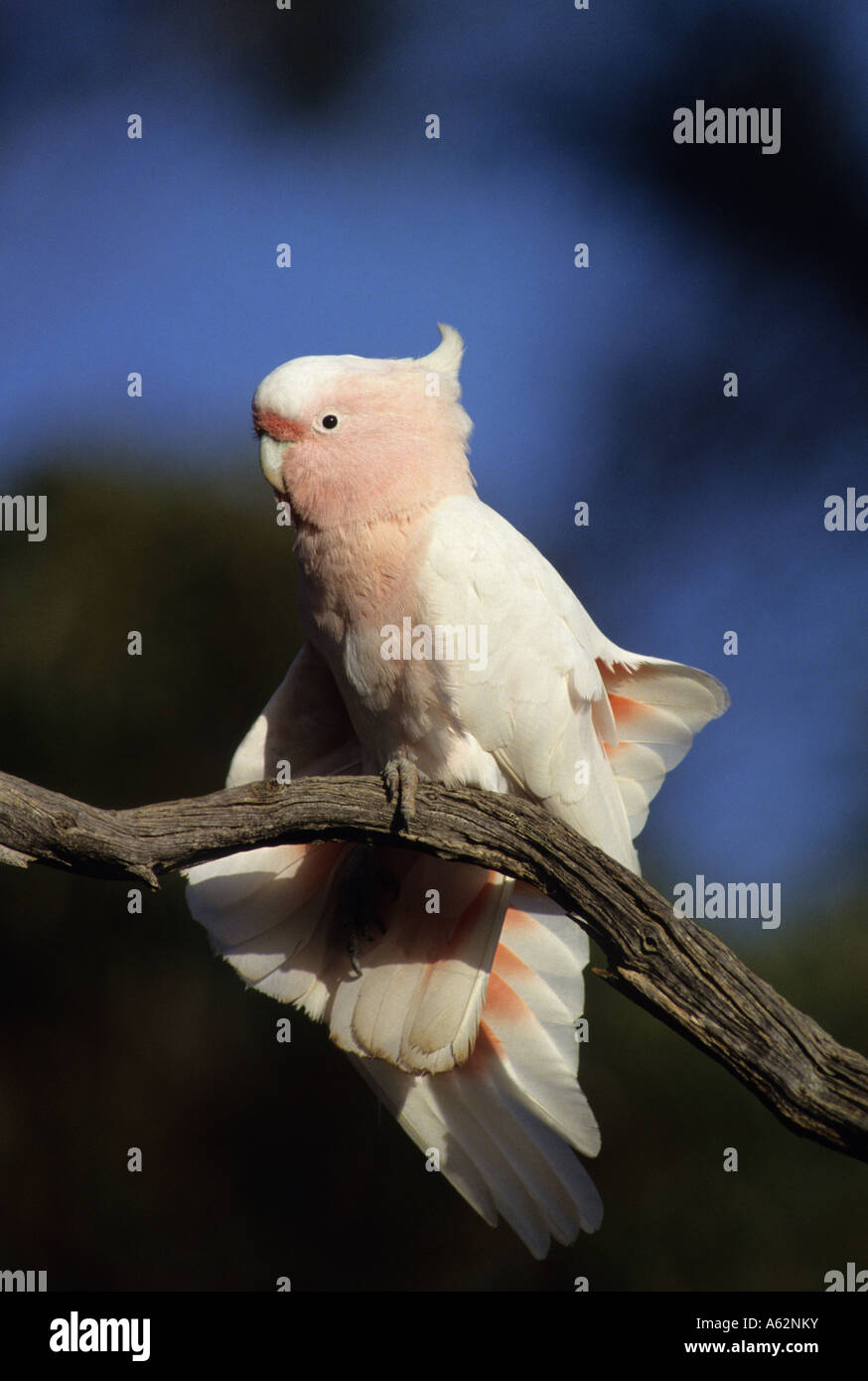 Pink Cockatoo Cacatua leadbeateri Australia Stock Photo - Alamy