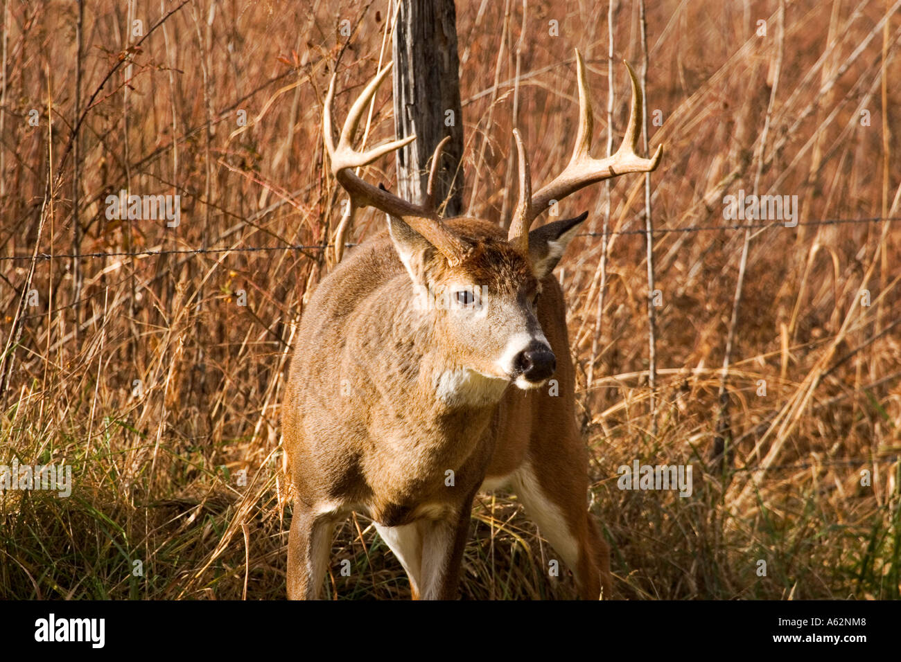 Whitetail Buck with a drop tine Odocoileus virginianus Stock Photo - Alamy