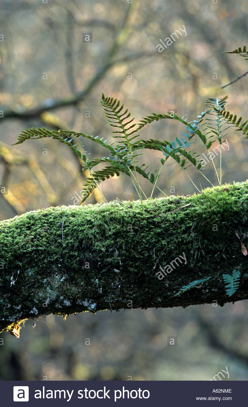 Specimen Oak Tree Quercus Robur High Resolution Stock Photography and ...
