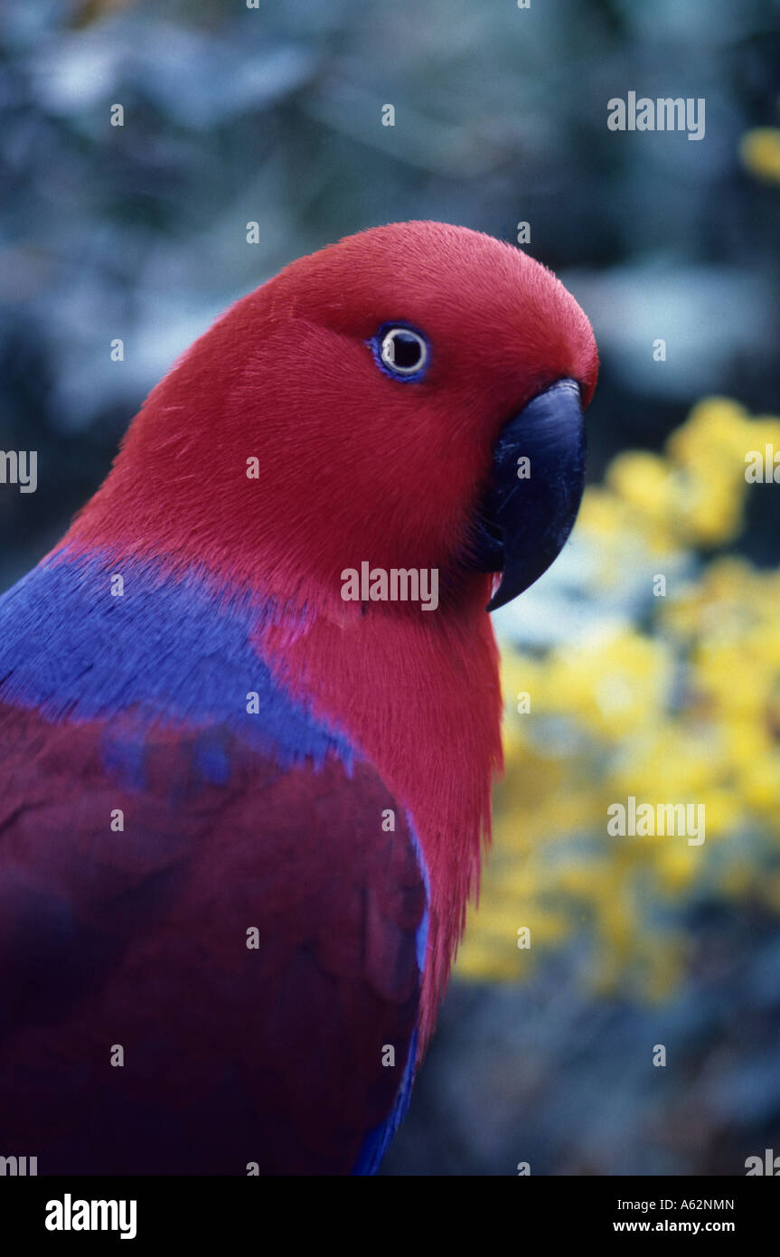 Eclectus Parrot Eclectus roratus Female Australia Captive Stock Photo ...
