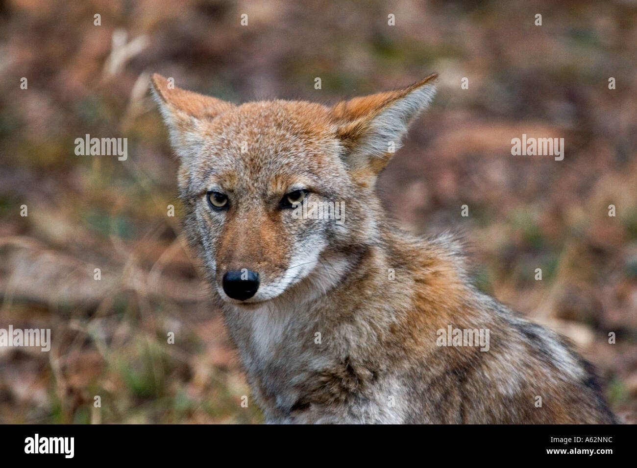 Coyote Canis latrans Stock Photo - Alamy
