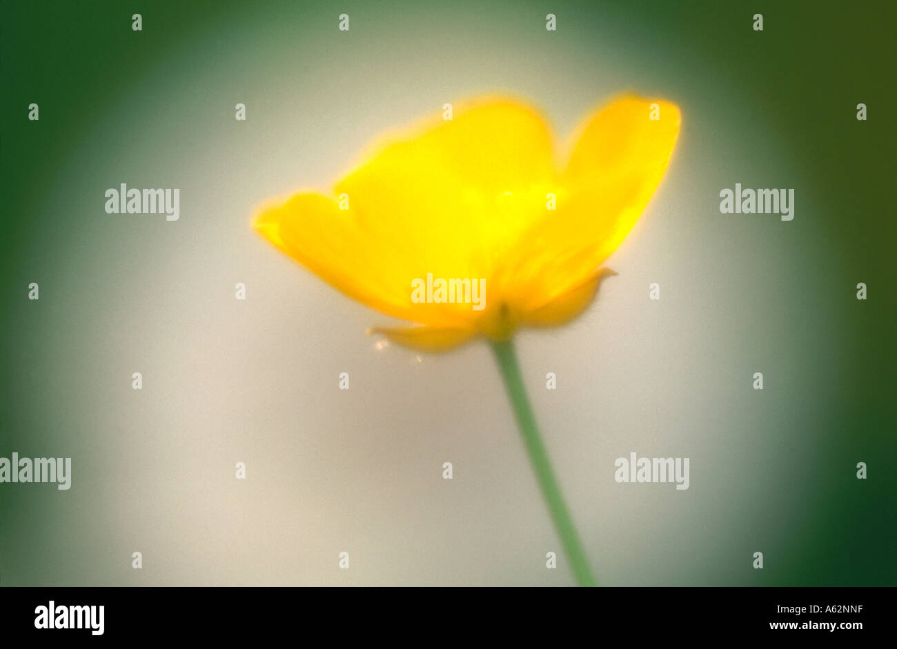 Buttercup close ups hi-res stock photography and images - Alamy
