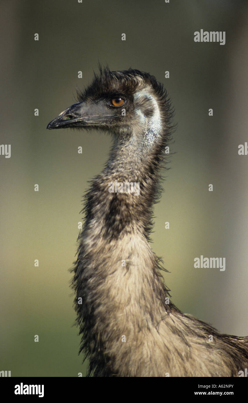 Emu Dromaius novaehollandiae Australia Head shot Australia Stock Photo ...