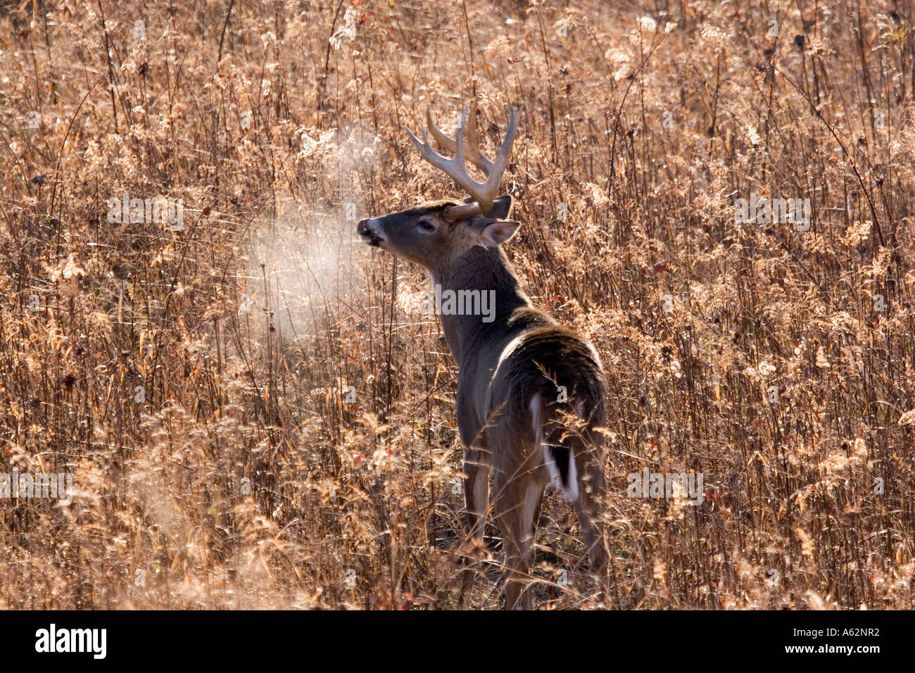 Great smokey mountains in winter hi-res stock photography and images ...