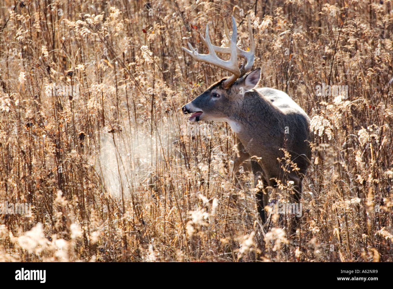 Steam snorting hi-res stock photography and images - Alamy