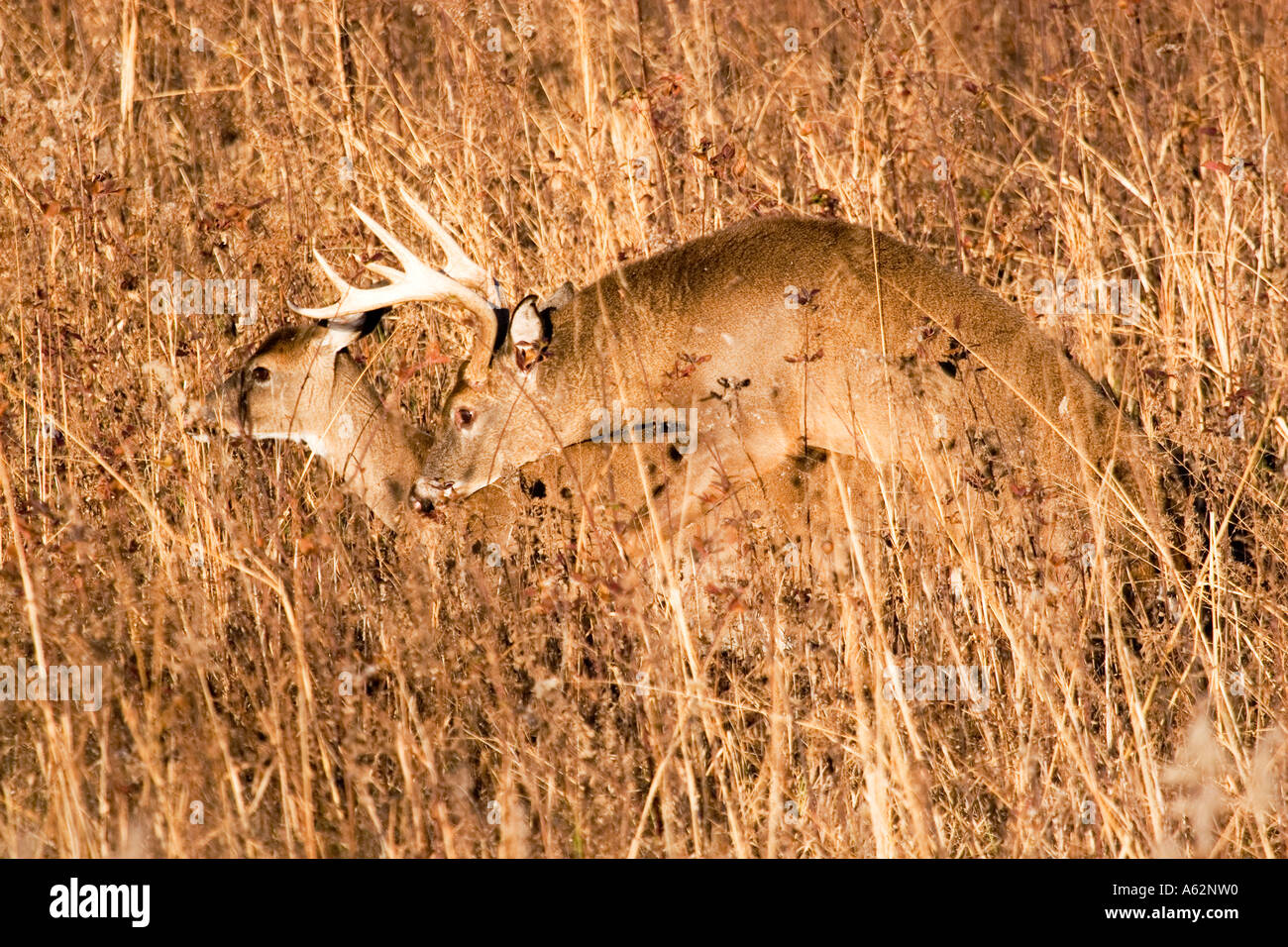 Whitetail Buck breeding a doe Odocoileus virginianus Stock Photo - Alamy