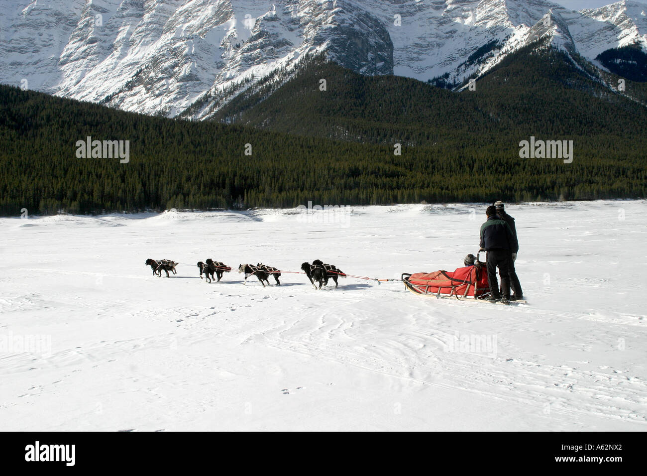 Sled dog sled sleigh skids hi-res stock photography and images - Alamy