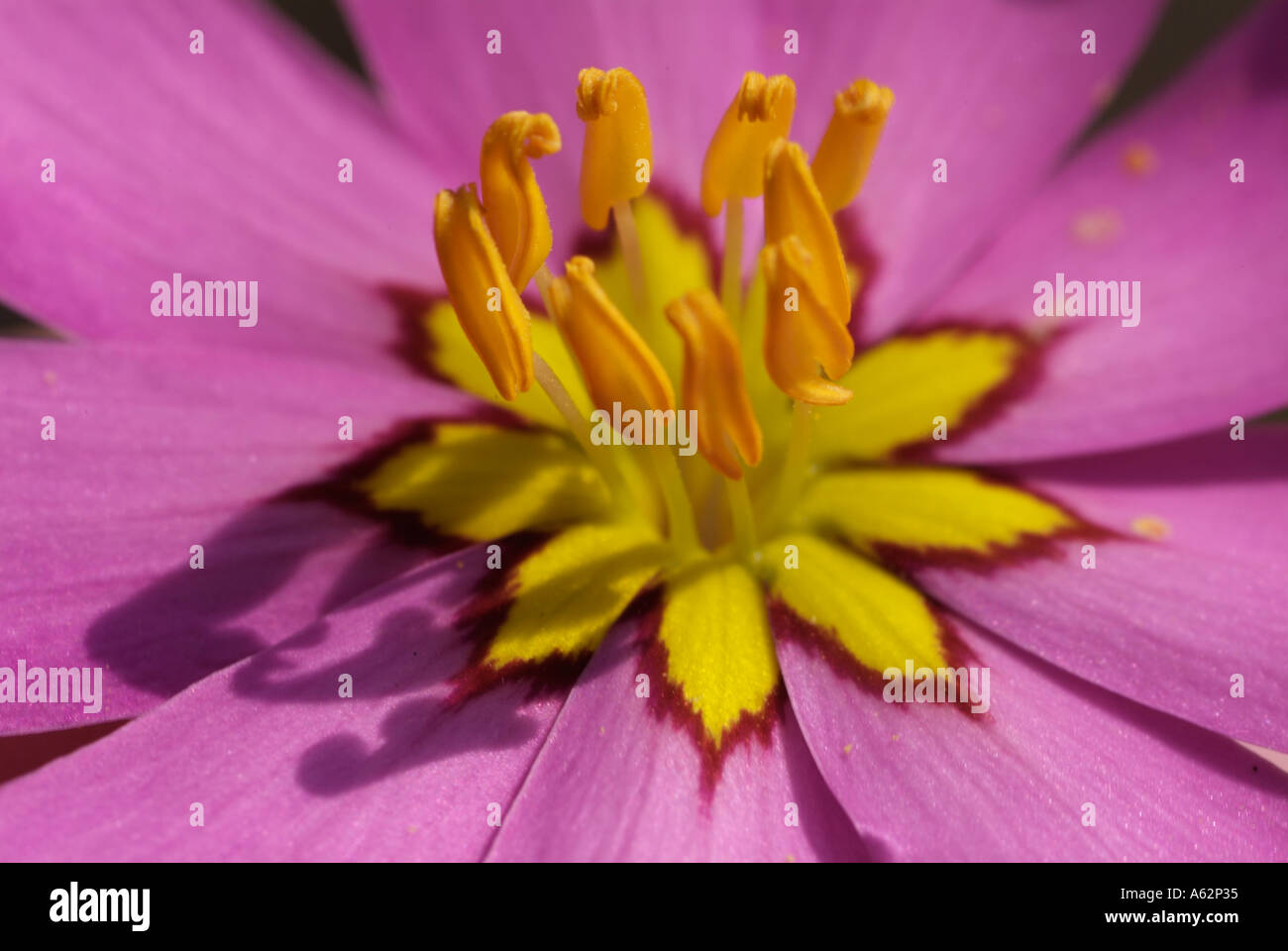 Sabatia hi-res stock photography and images - Alamy