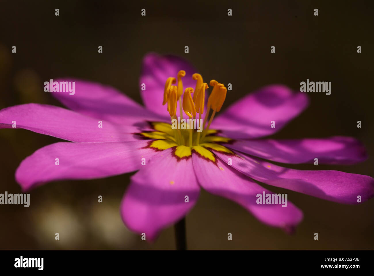 Sabatia hi-res stock photography and images - Alamy