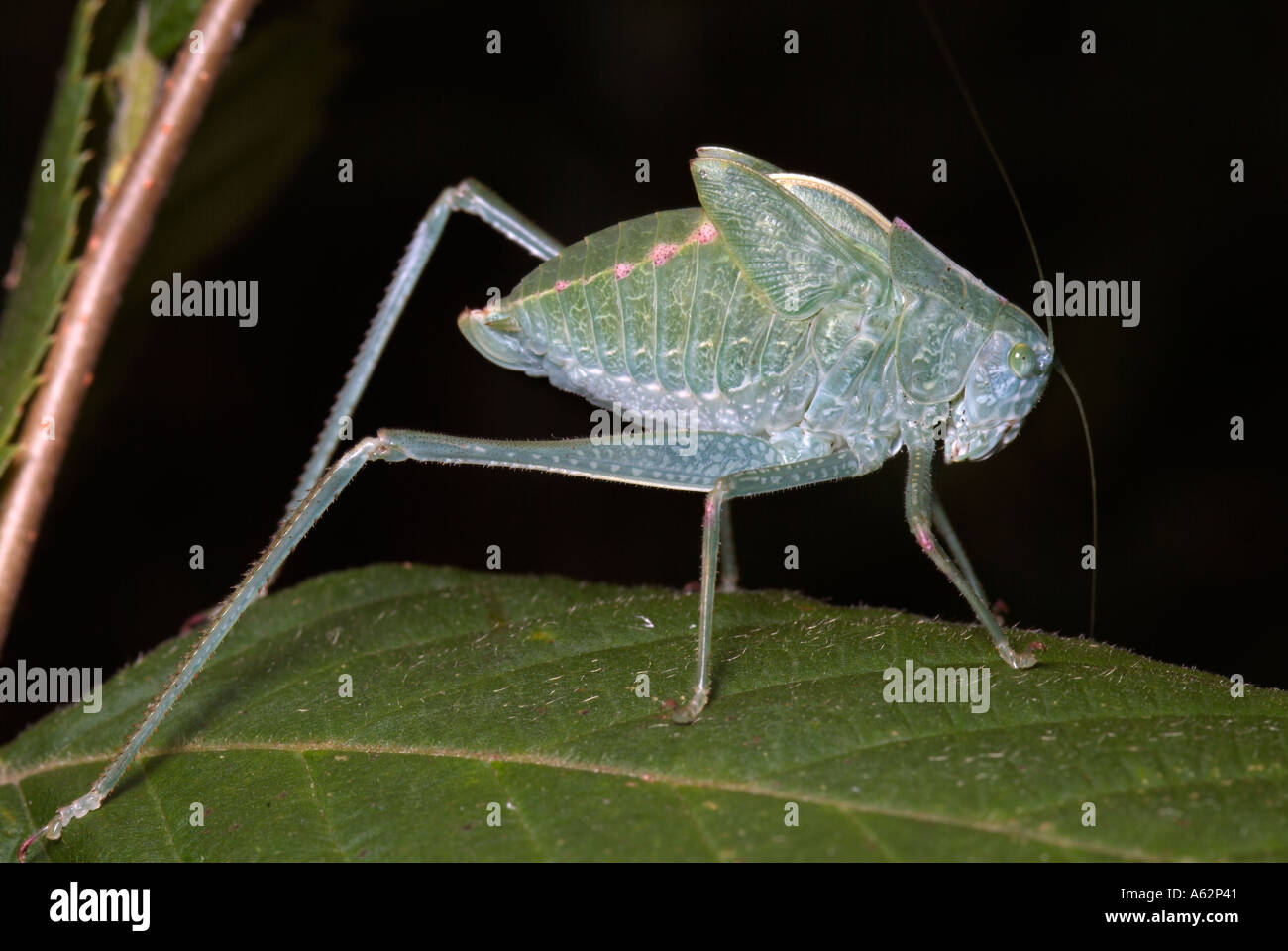 katydid insects bugs katydids false Stock Photo - Alamy
