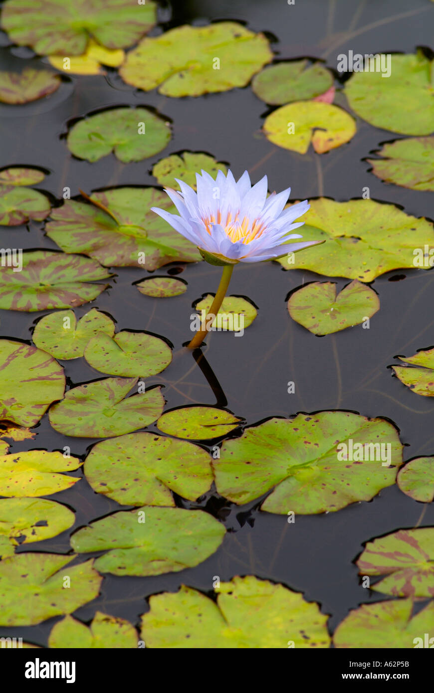 water lily lilies aquatic plants vegetation Nymphaea flowering flowers ...