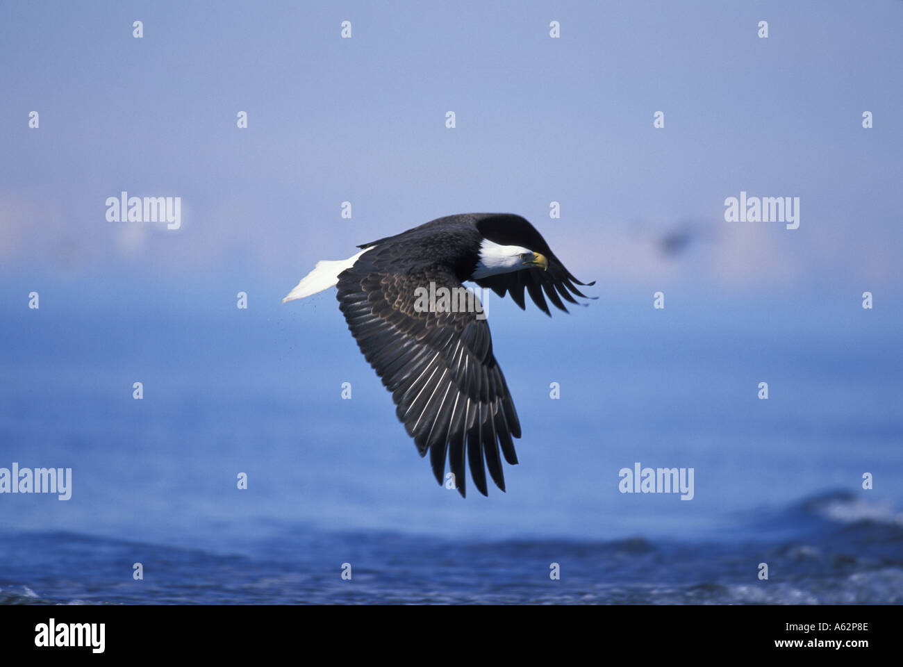 USA Alaska Homer Bald Eagles Haliaeetus leucocephalus flying above ...