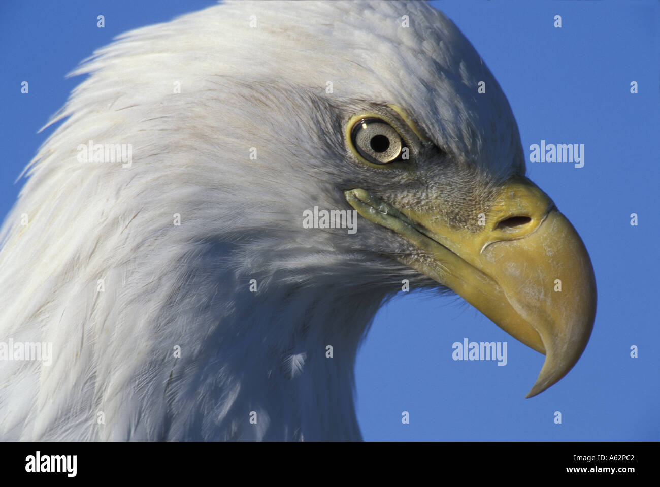 USA Alaska Homer Close up portrait of Bald Eagle Haliaeetus ...