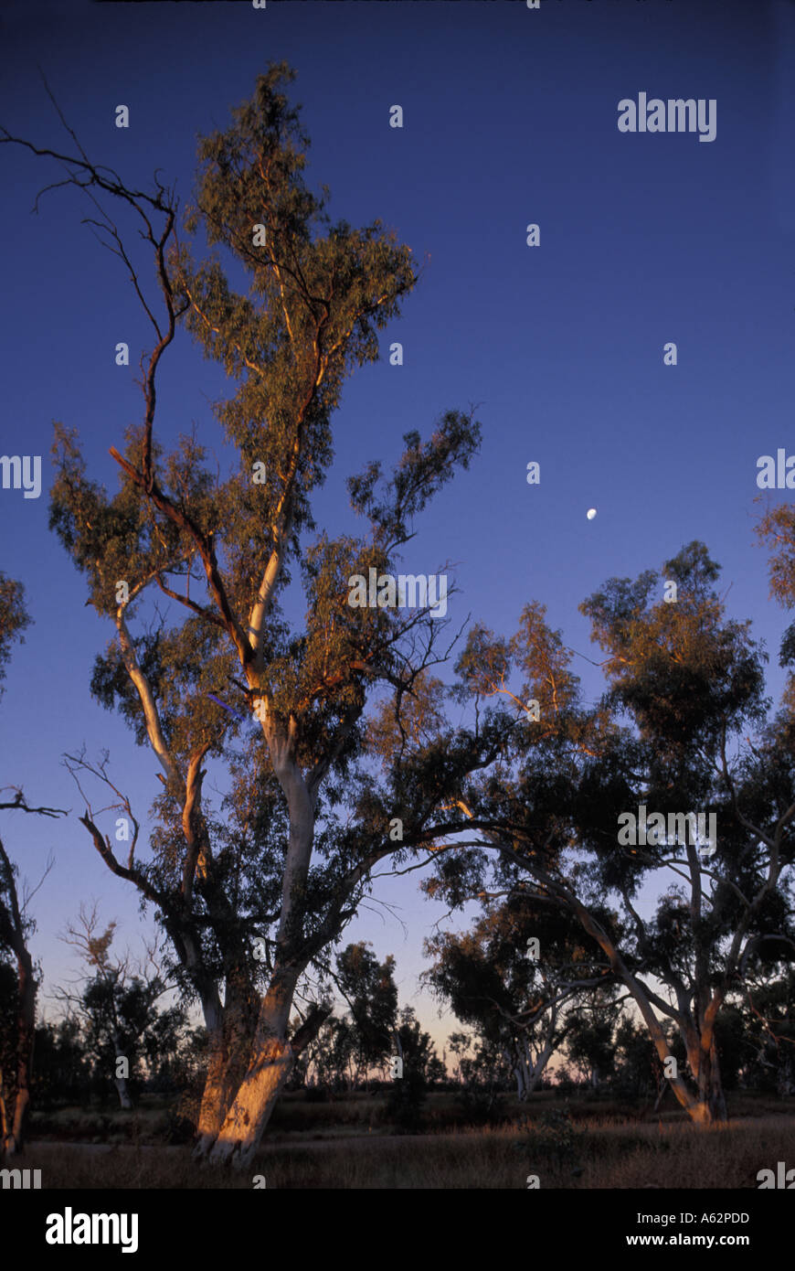Australia Northern Territory Sunset lights eucalyptus trees near ...