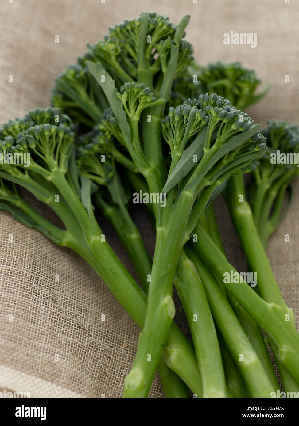 Still life broccoli Stock Photo - Alamy