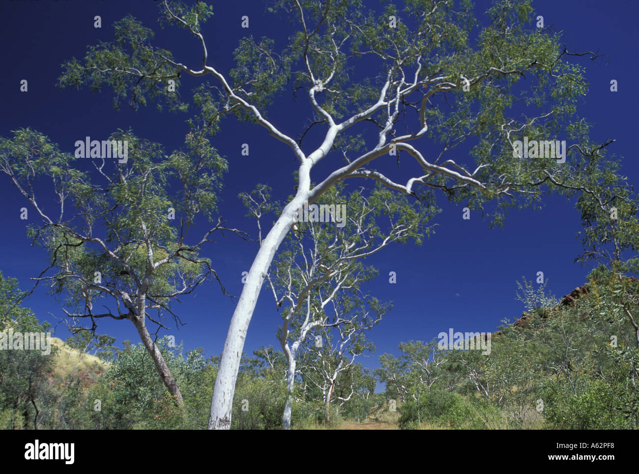 Australia Western Australia White gum tree south of Turkey Creek near ...
