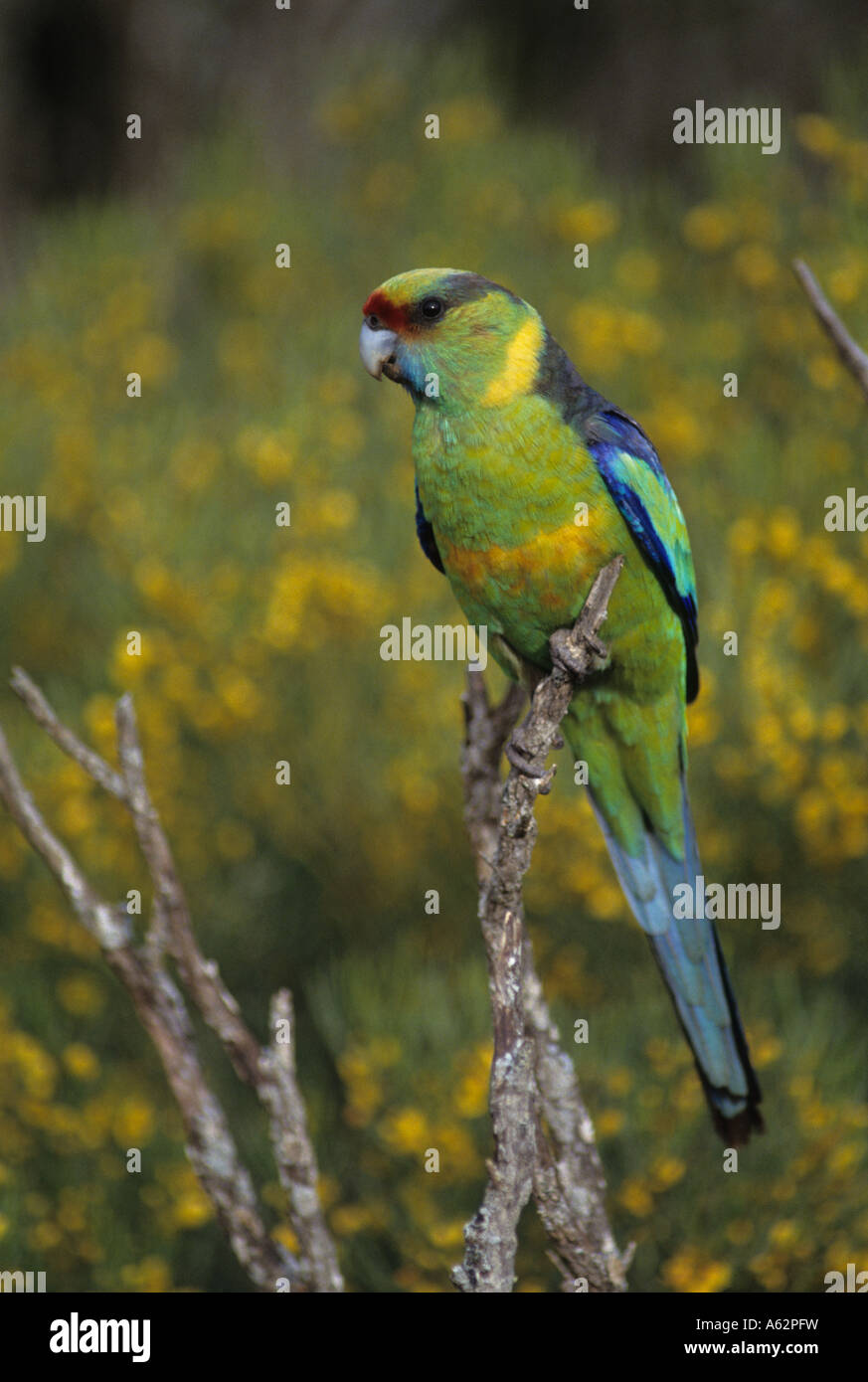 Mallee scrub hi-res stock photography and images - Alamy