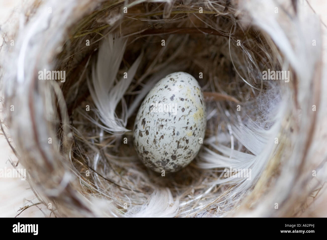 Avian egg songbird hi-res stock photography and images - Alamy