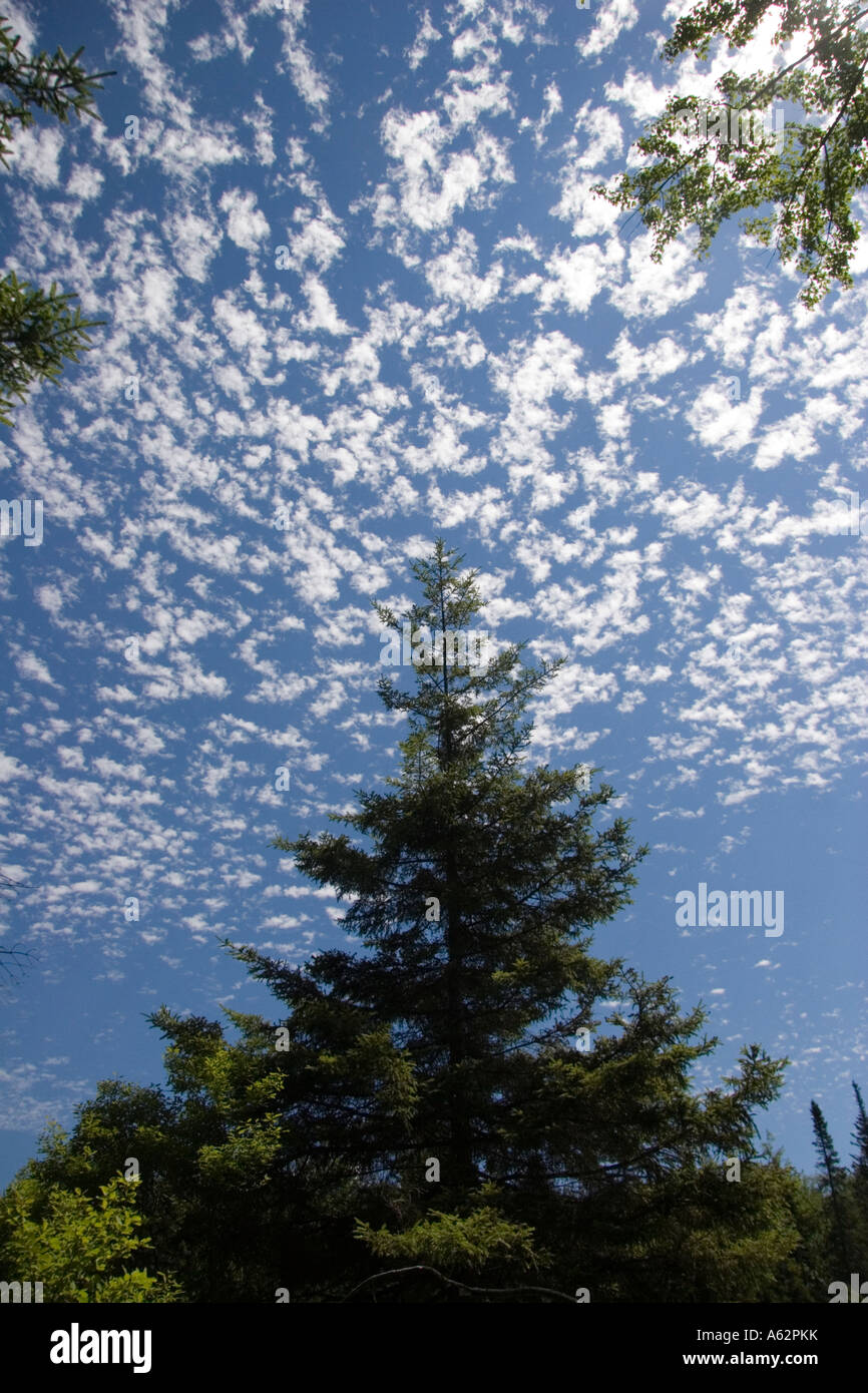 Pine trees with clouds and blue sky Stock Photo - Alamy